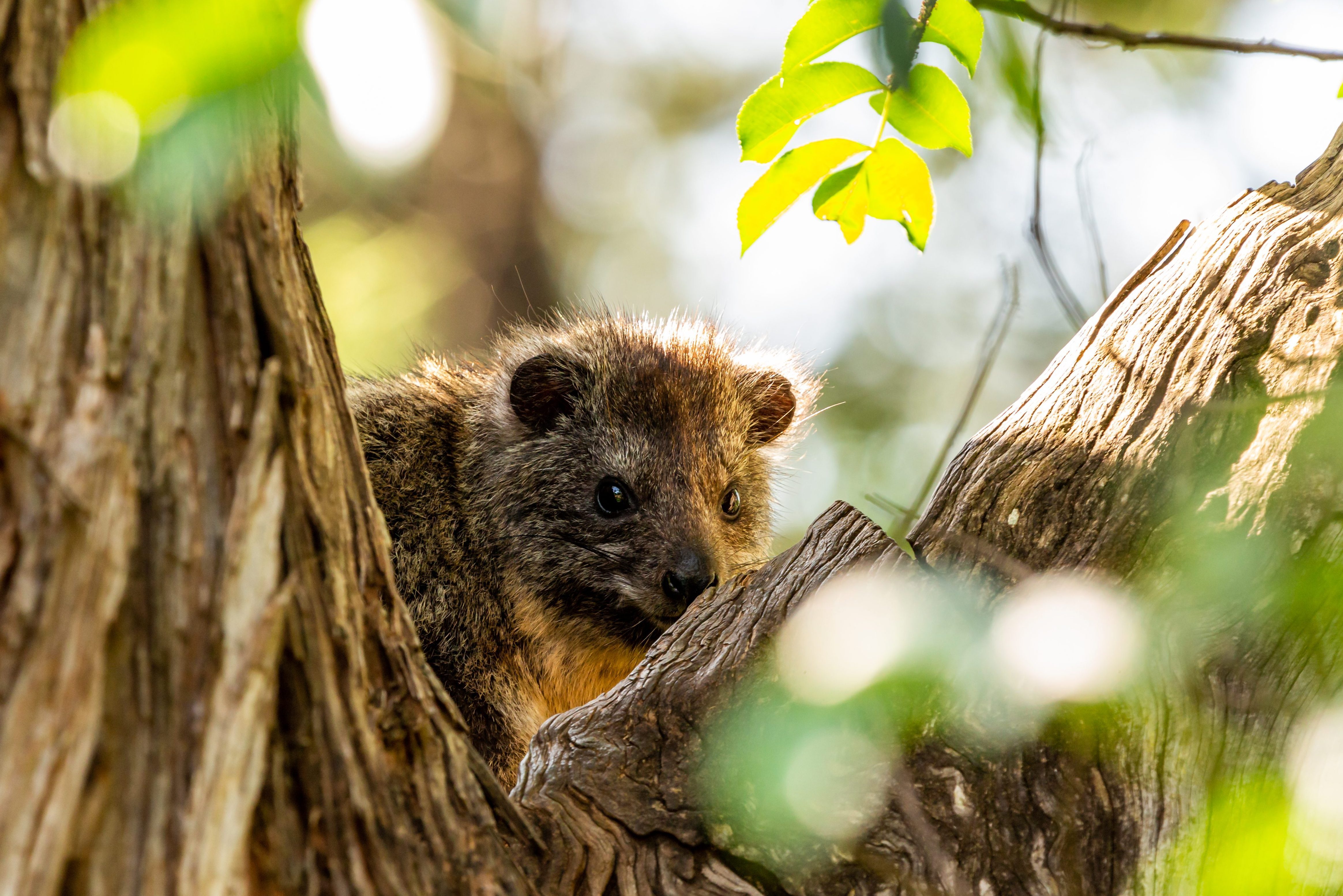 Nuova specie di mammifero notturno, un irace arboricolo, forse scoperta ...