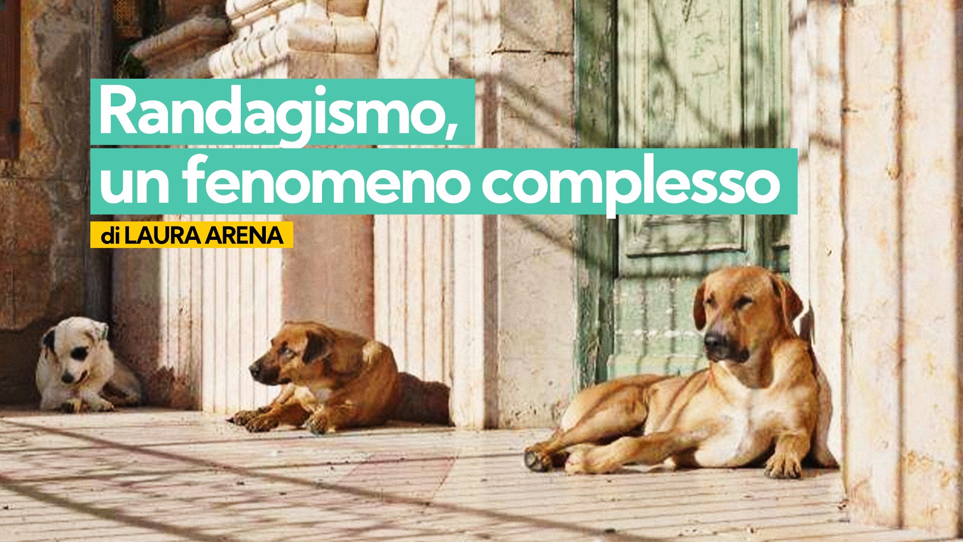 Randagismo: che cos'è e chi sono davvero cani randagi