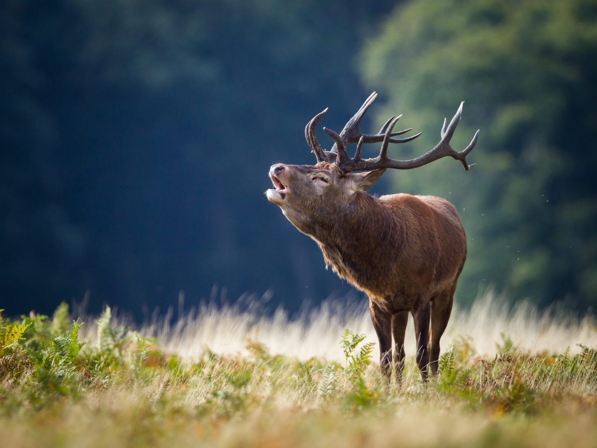 I cervi vanno in amore e non si accorgono dei pericoli