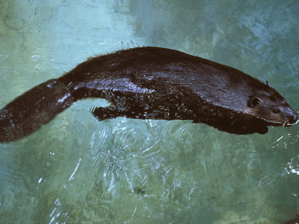 Torna il castoro in Italia: perché può essere una risorsa