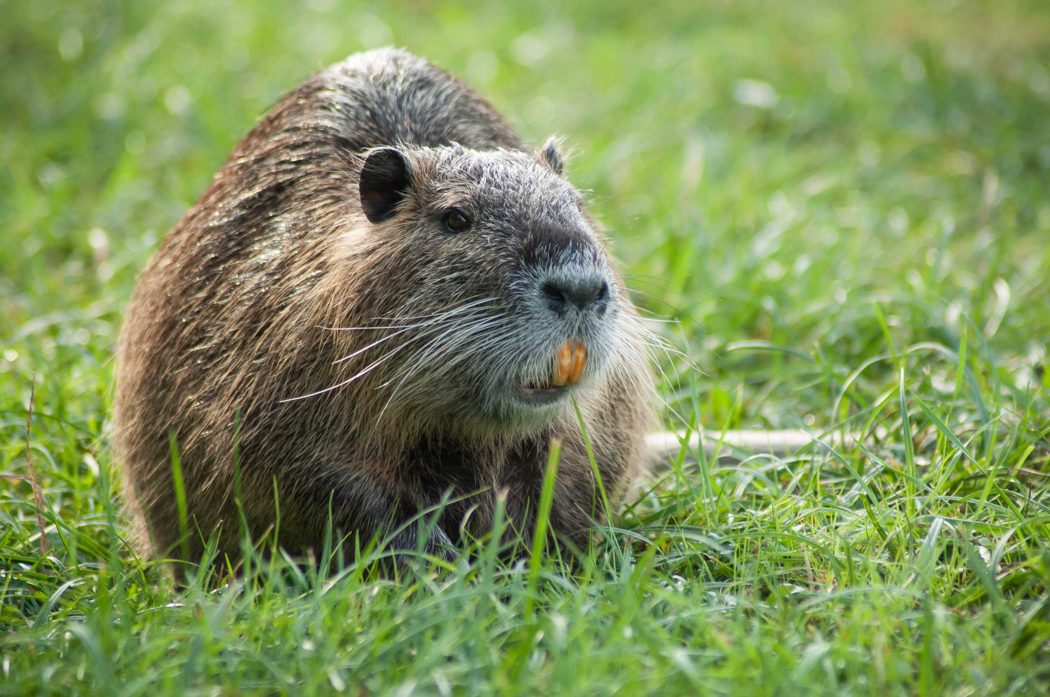 Nutria Myocastor Coypus Nutria Myocastor Coypus