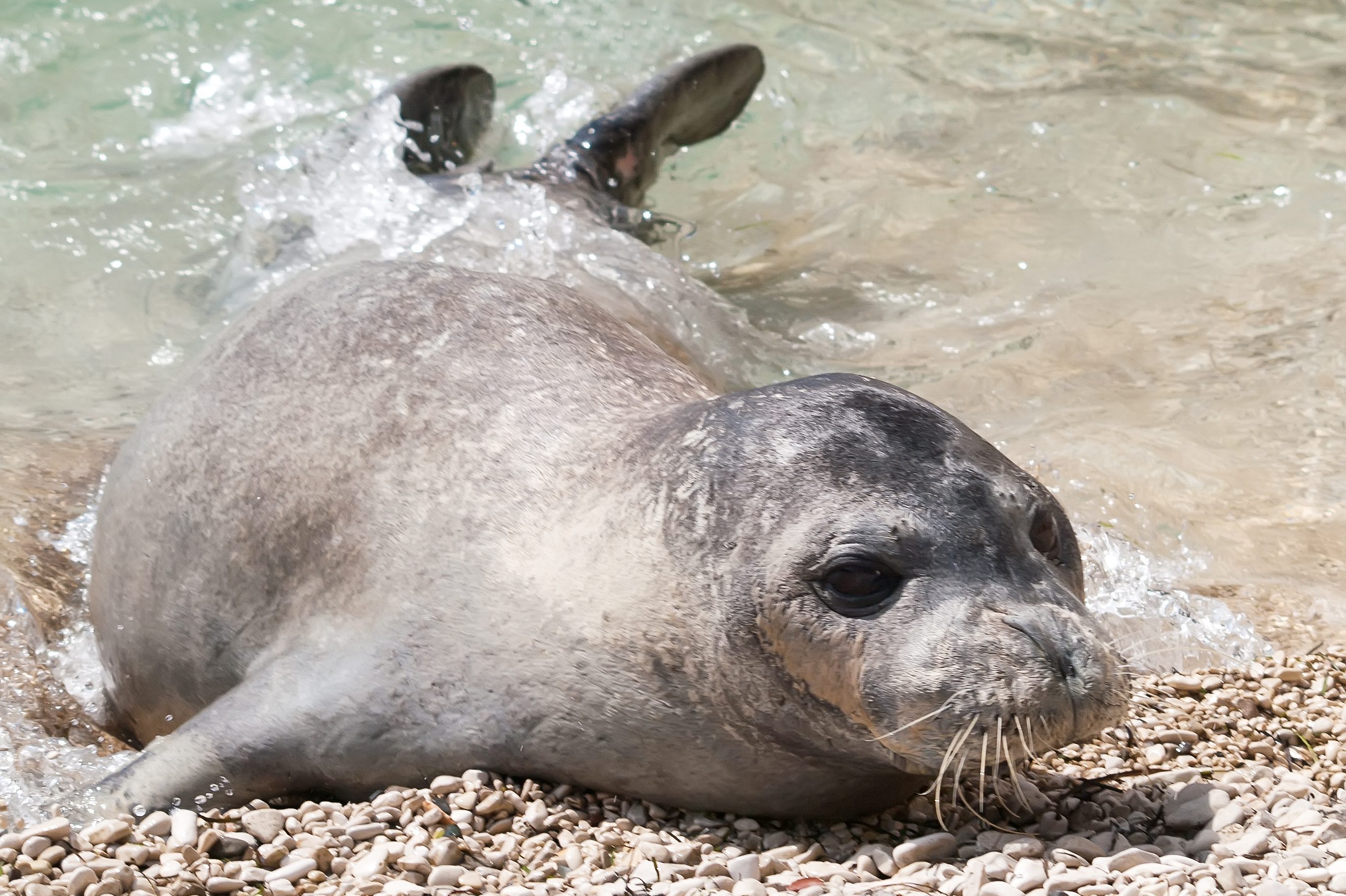Ricercatori sulle tracce della foca monaca nel Mediterraneo grazie al DNA