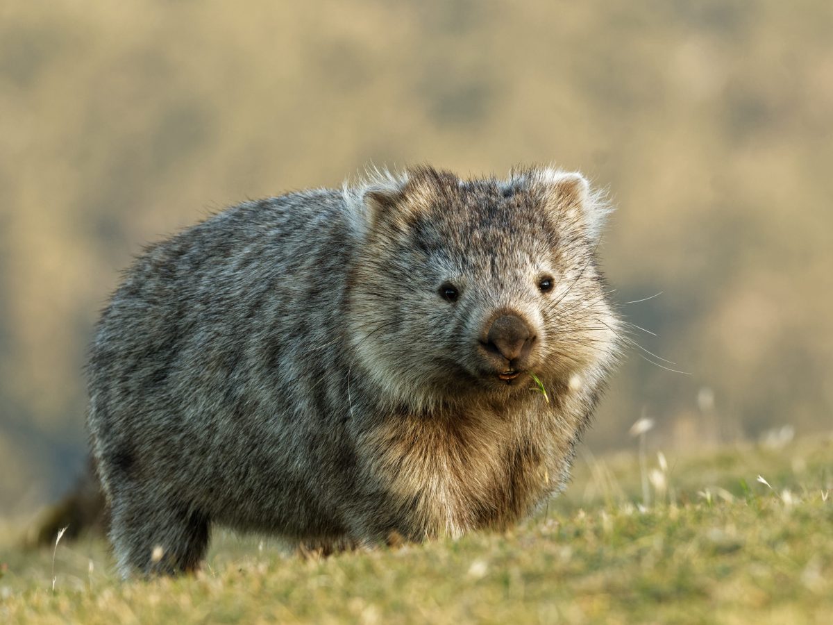 Perché il vombato fa la cacca a cubetti