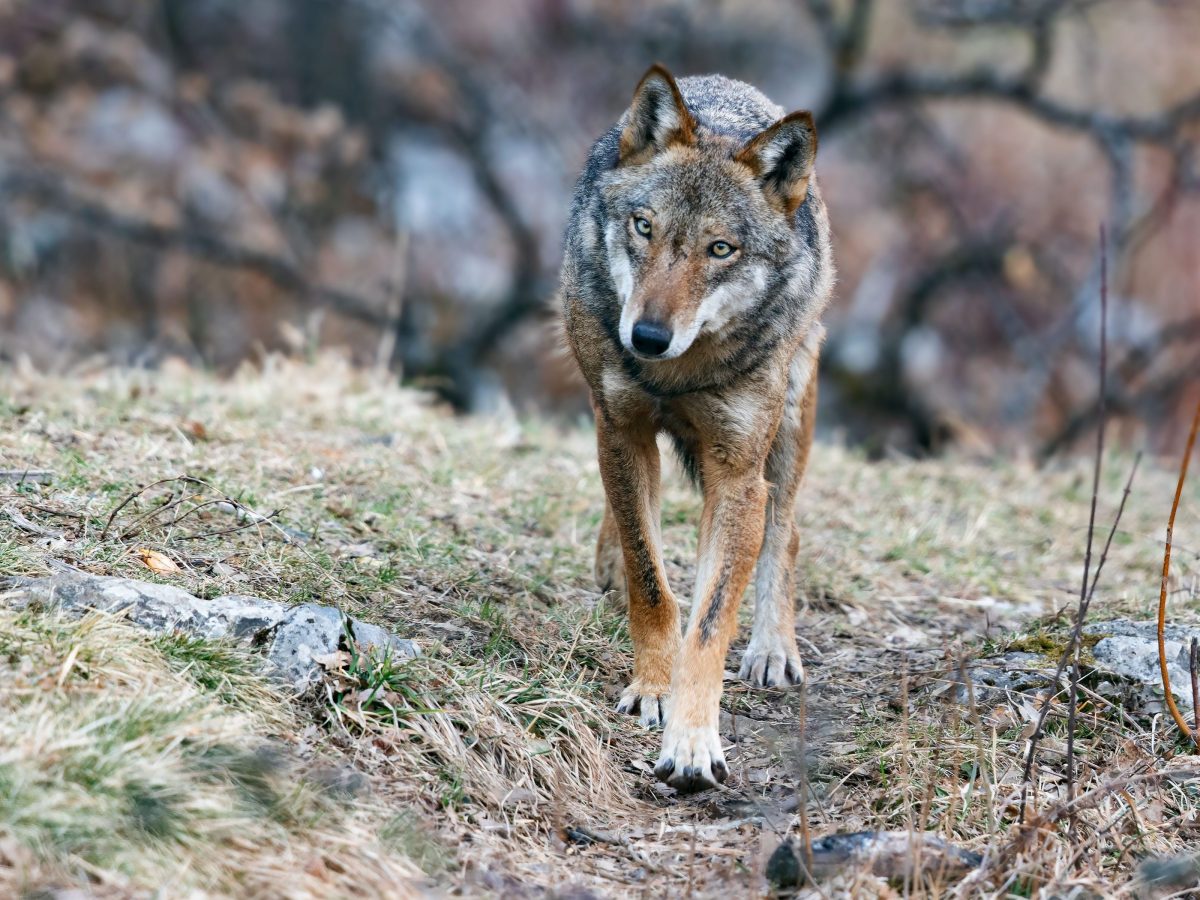 Lupi della Lessinia: la possibile convivenza con gli uomini
