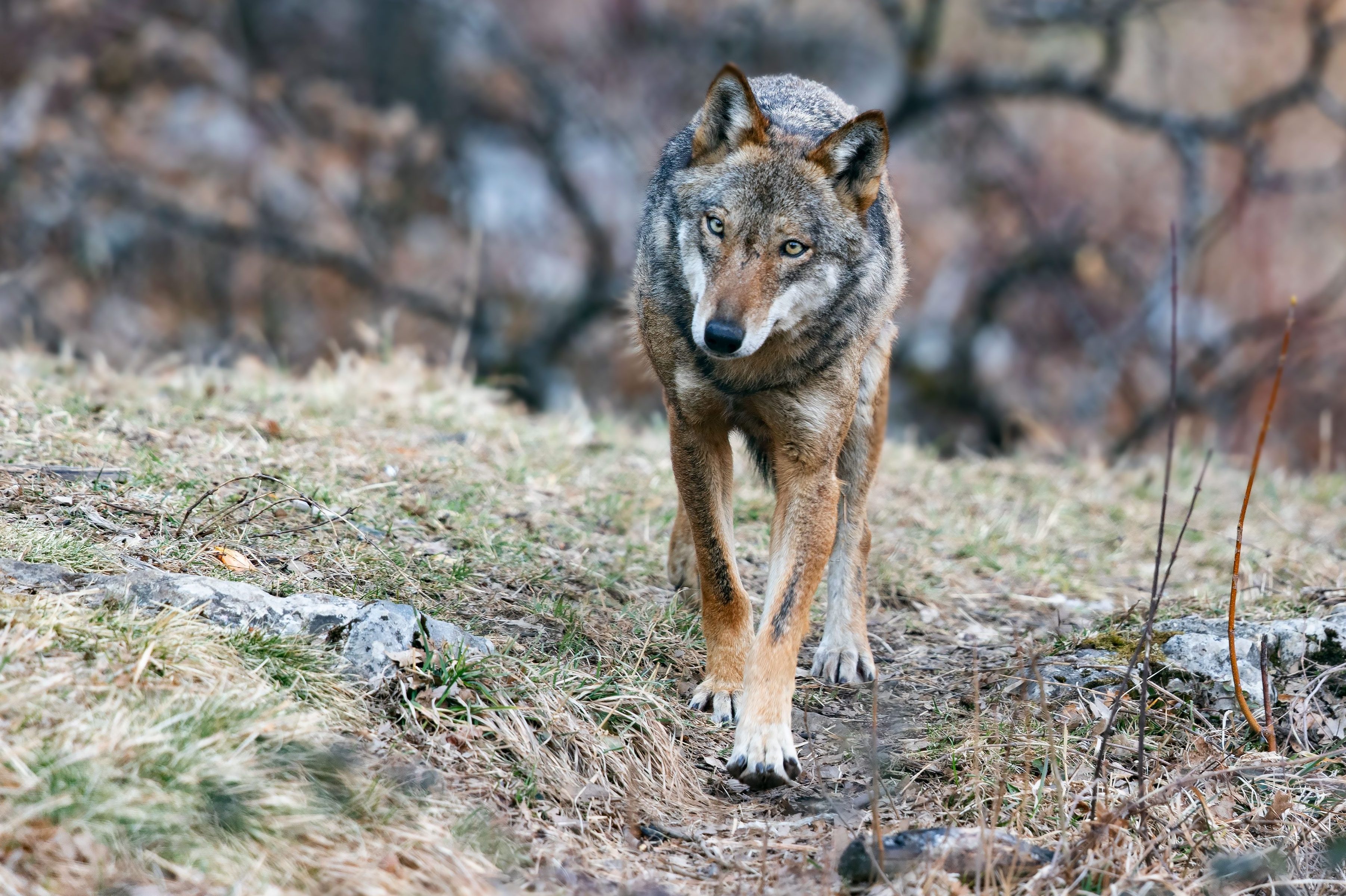 Lupi della Lessinia: la possibile convivenza con gli uomini
