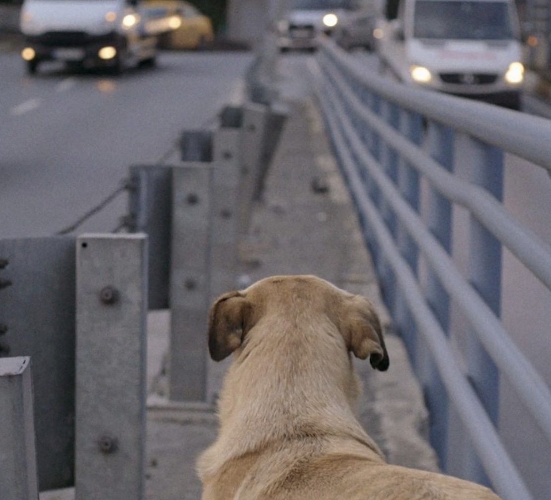 Stray, a film about free dogs in Istanbul. Elizabeth Lo, the director ...