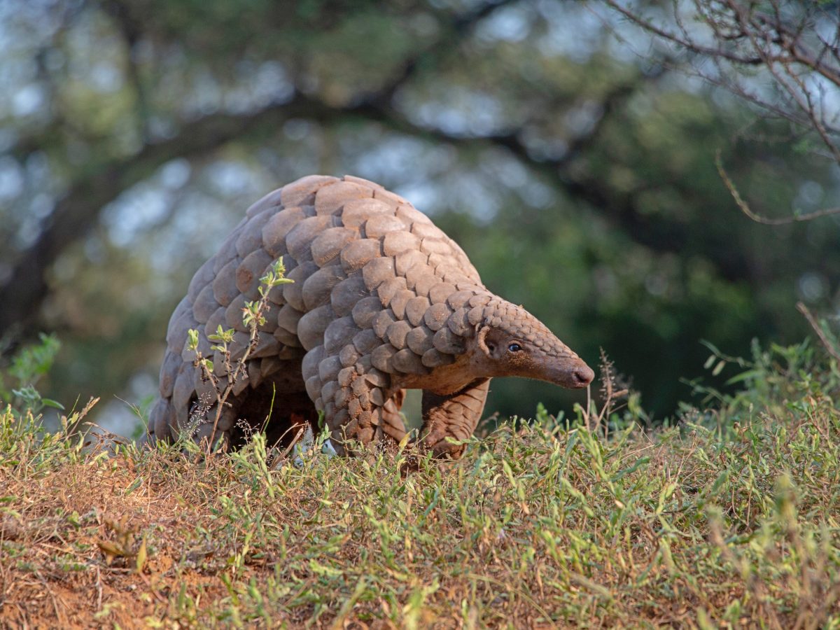 Il pangolino