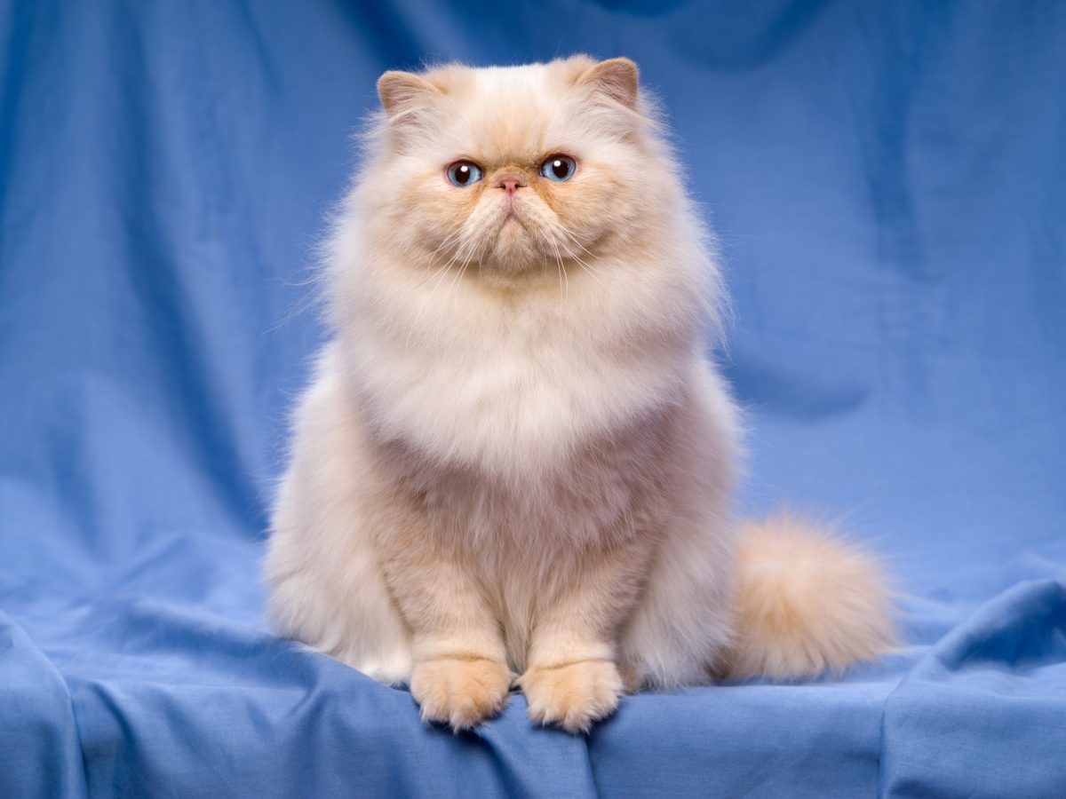 Gatto Himalayano: caratteristiche e temperamento