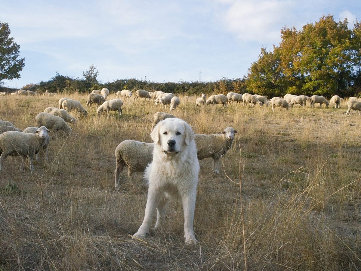 Il "vero" cane pastore: come vive e cosa fa