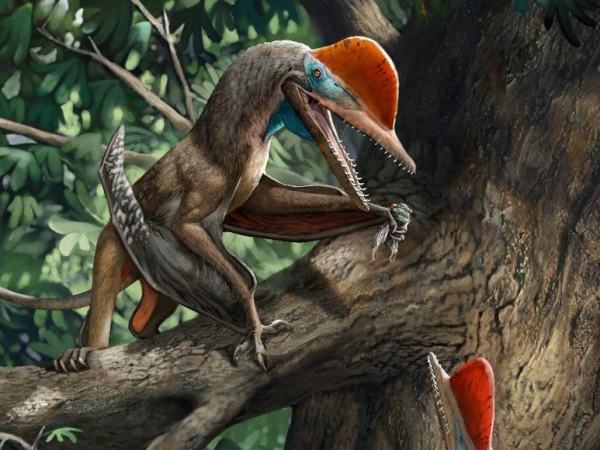 L'animale col più antico pollice opponibile è un rettile alato