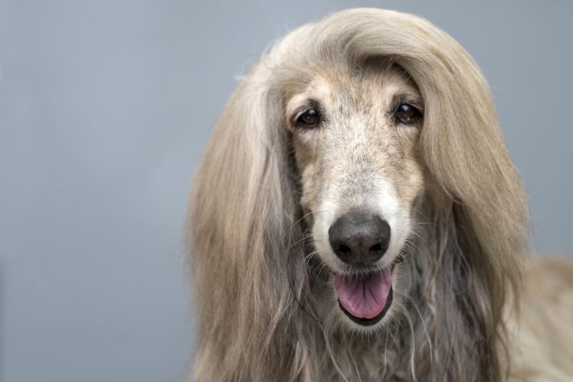 Le 10 razze di cani a pelo lungo più belle