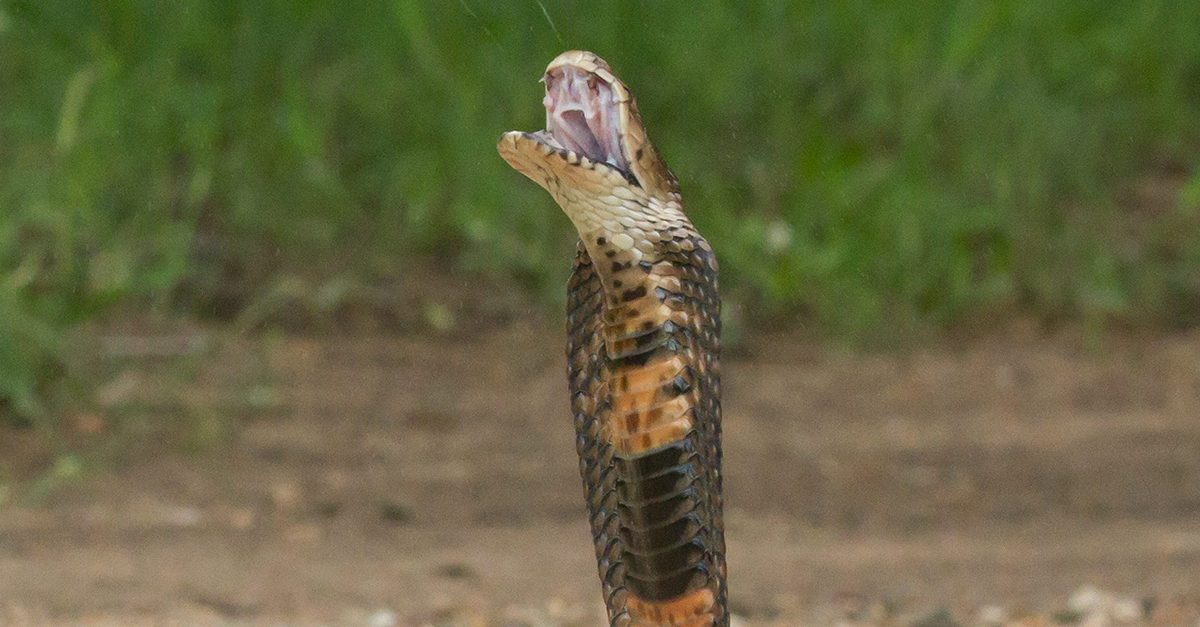 È grazie alle zanne che i cobra sputatori gettano lontano il loro veleno