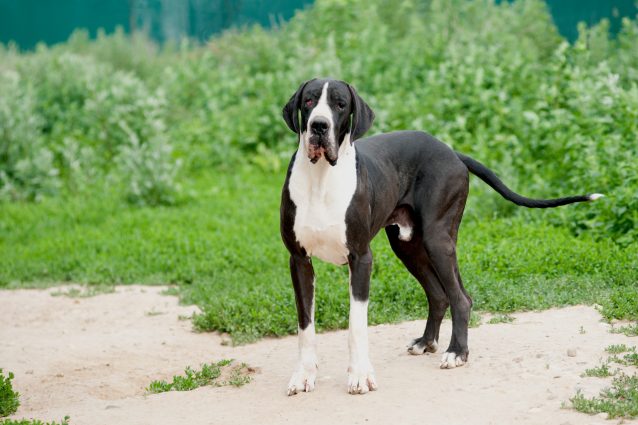L'alano, elegante e tenero cane gigante