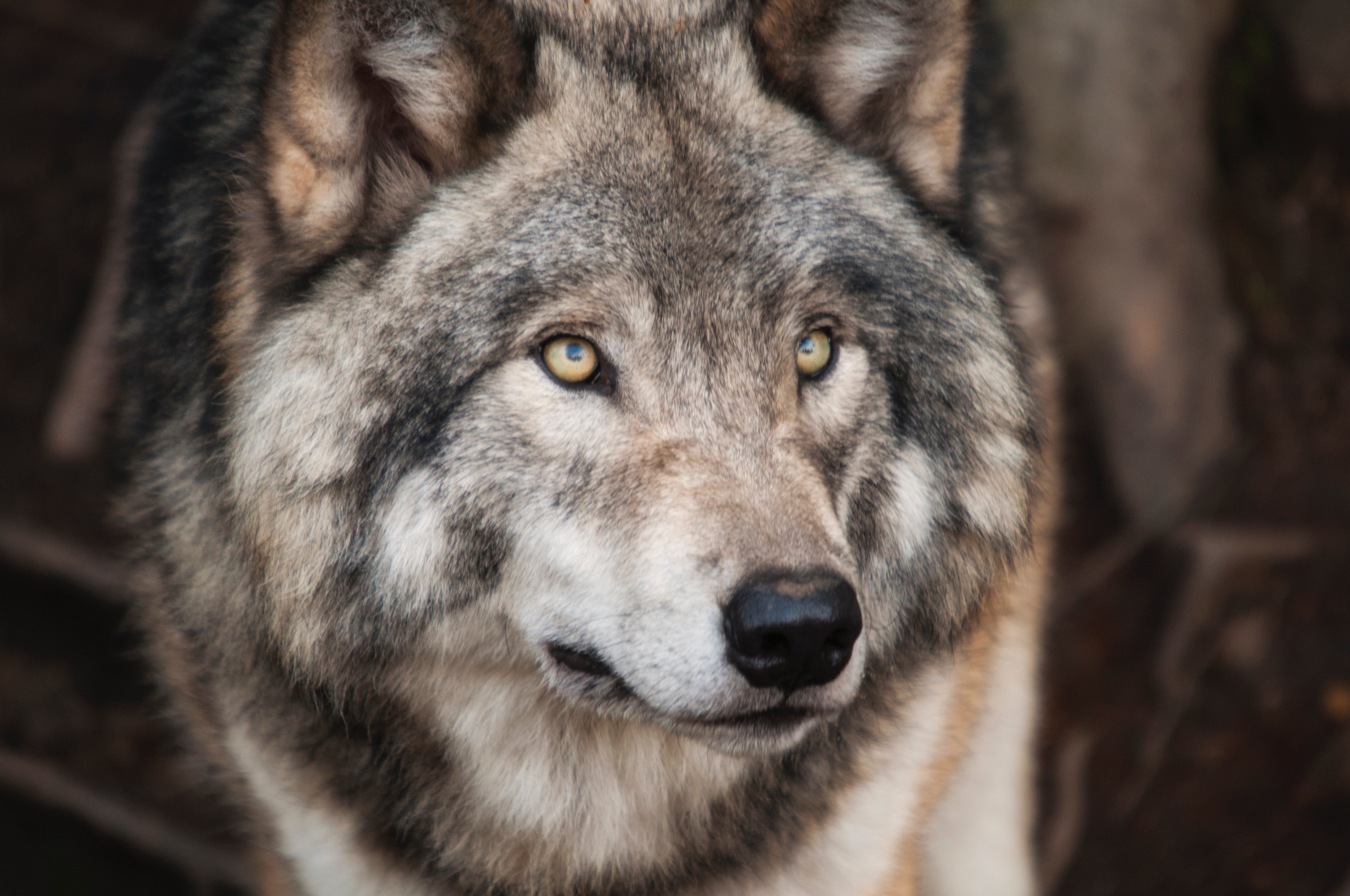 Cosa fare se si incontra un animale selvatico