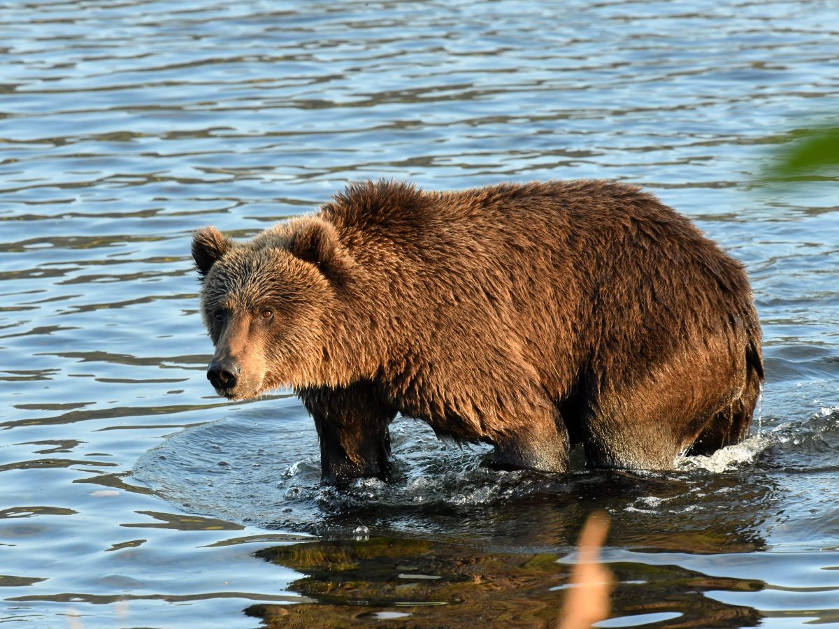 Orso kodiak (Ursus arctos middendorffi)