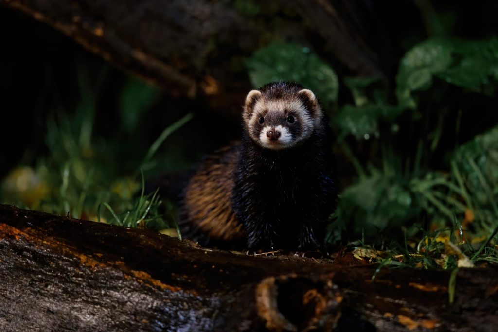 Perché la puzzola emana un cattivo odore?