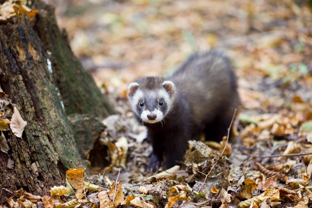 La puzzola europea (Mustela putorius)