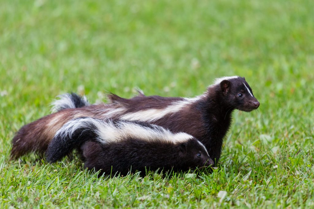 La moffetta comune (Mephitis mephitis)