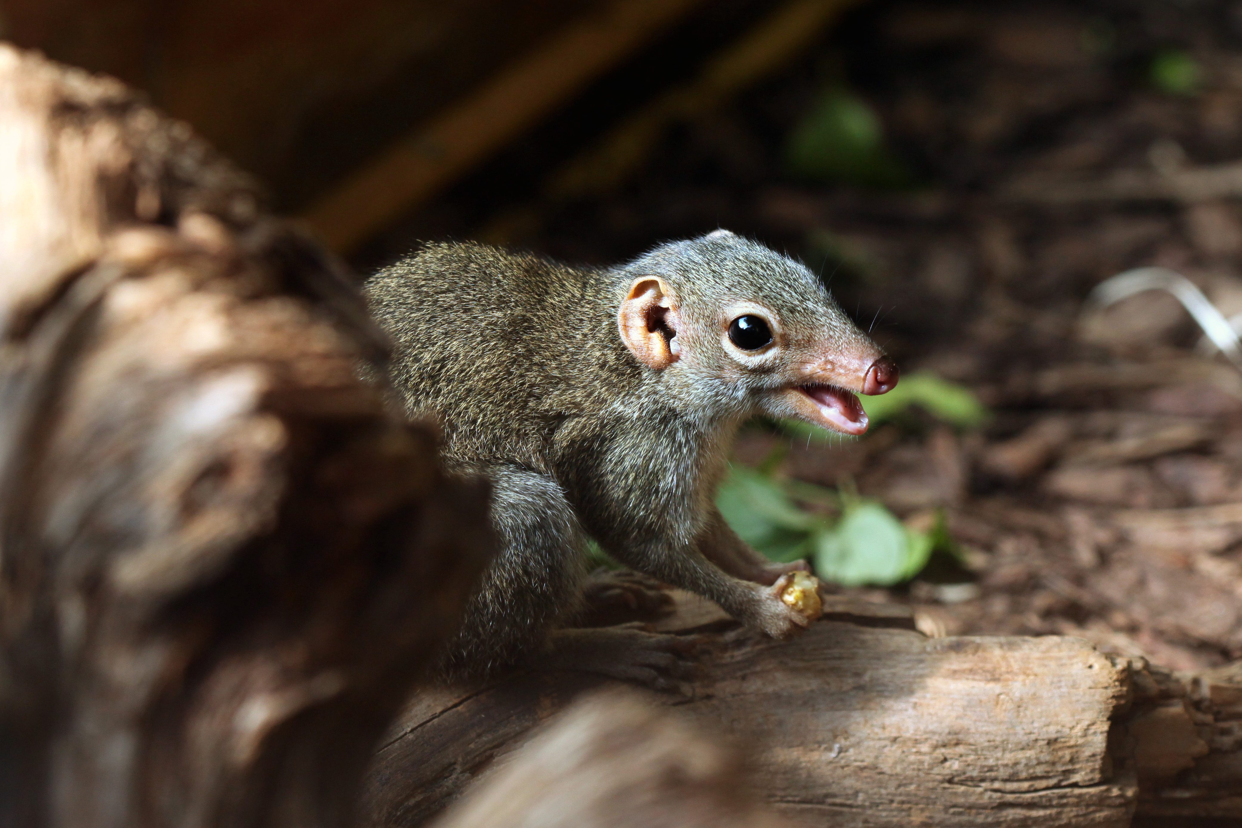 La tupaia dalla coda a piuma è l'animale che beve più alcol