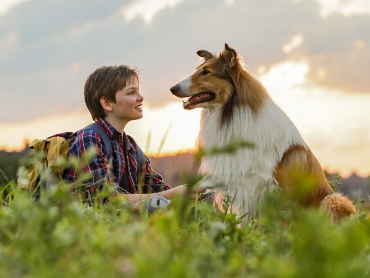 Lassie torna sul grande schermo: il trailer del nuovo film, al cinema ...