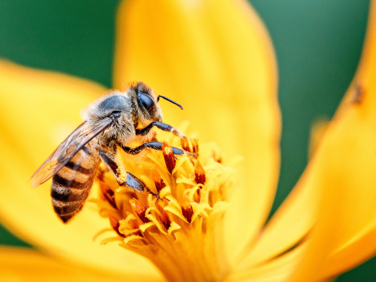 Melissofobia o apifobia, la paura delle api