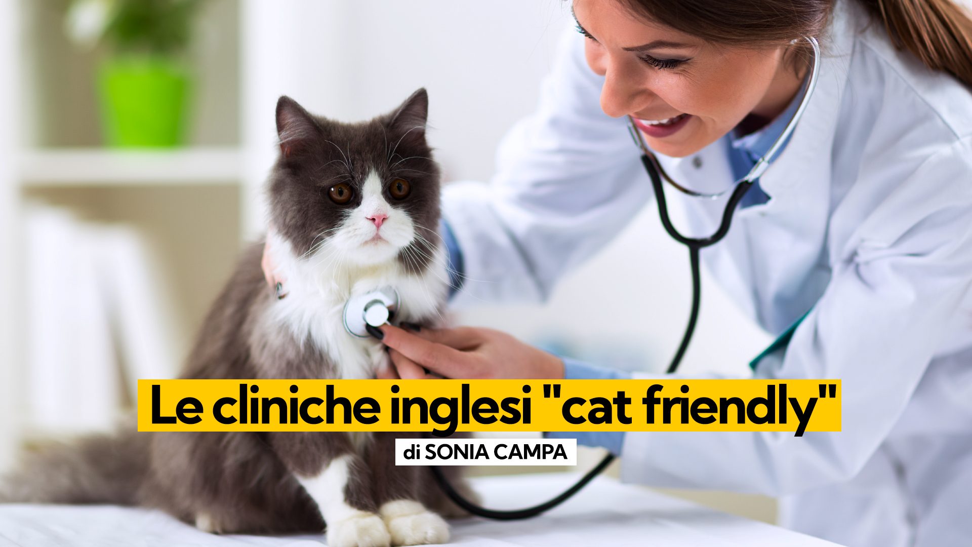 In UK un programma per cliniche cat-friendly