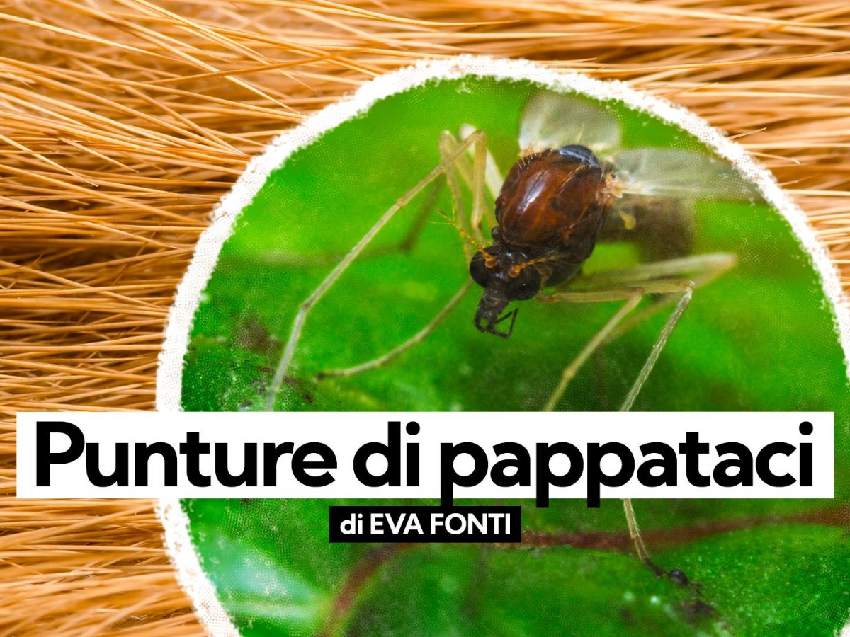 Pappataci: chi sono, come riconoscere le punture e come proteggersi