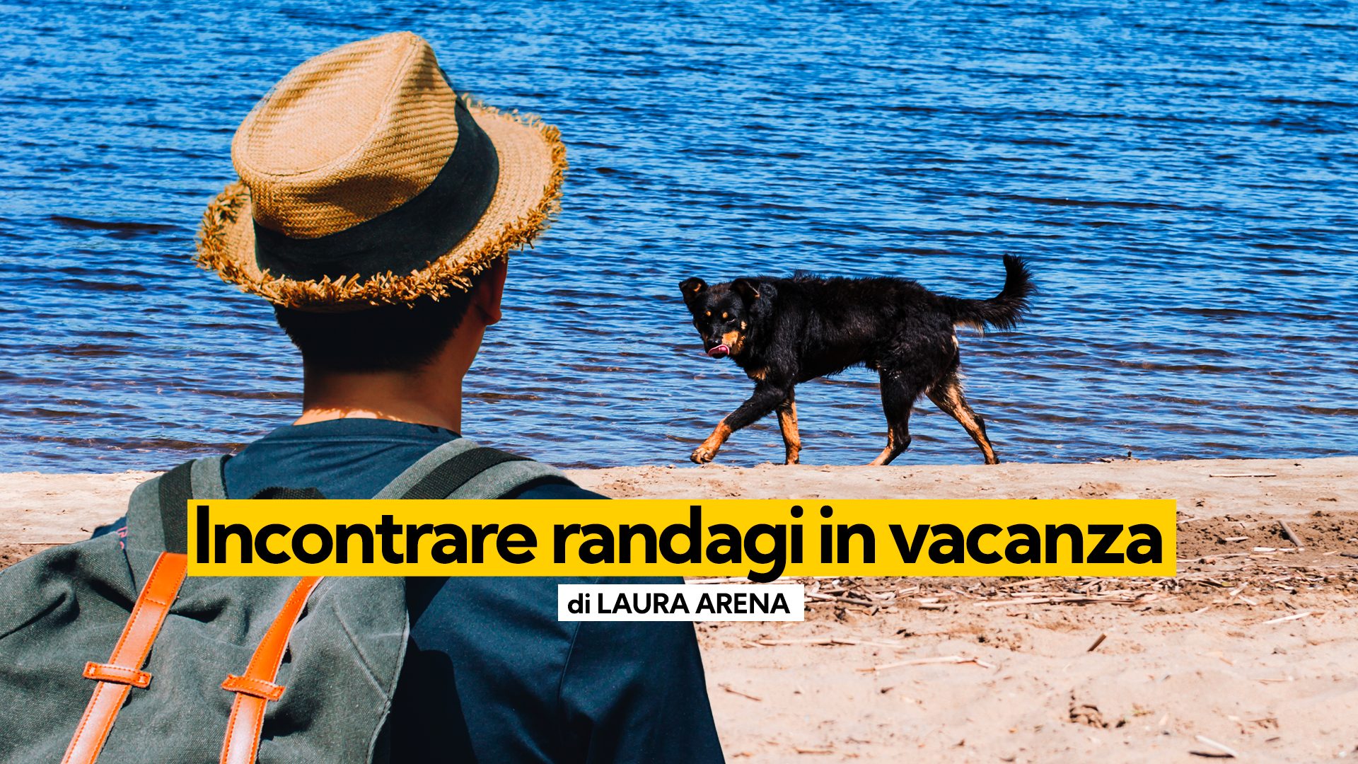 Viaggiare in una regione o un paese dove vivono i randagi: cosa fare e ...