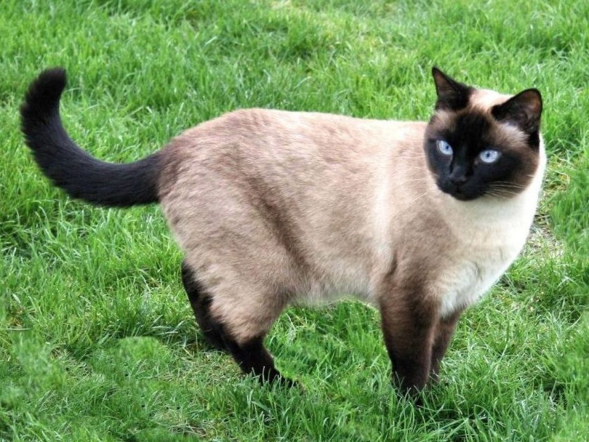Gatto Thai: caratteristiche e storia del Siamese tradizionale