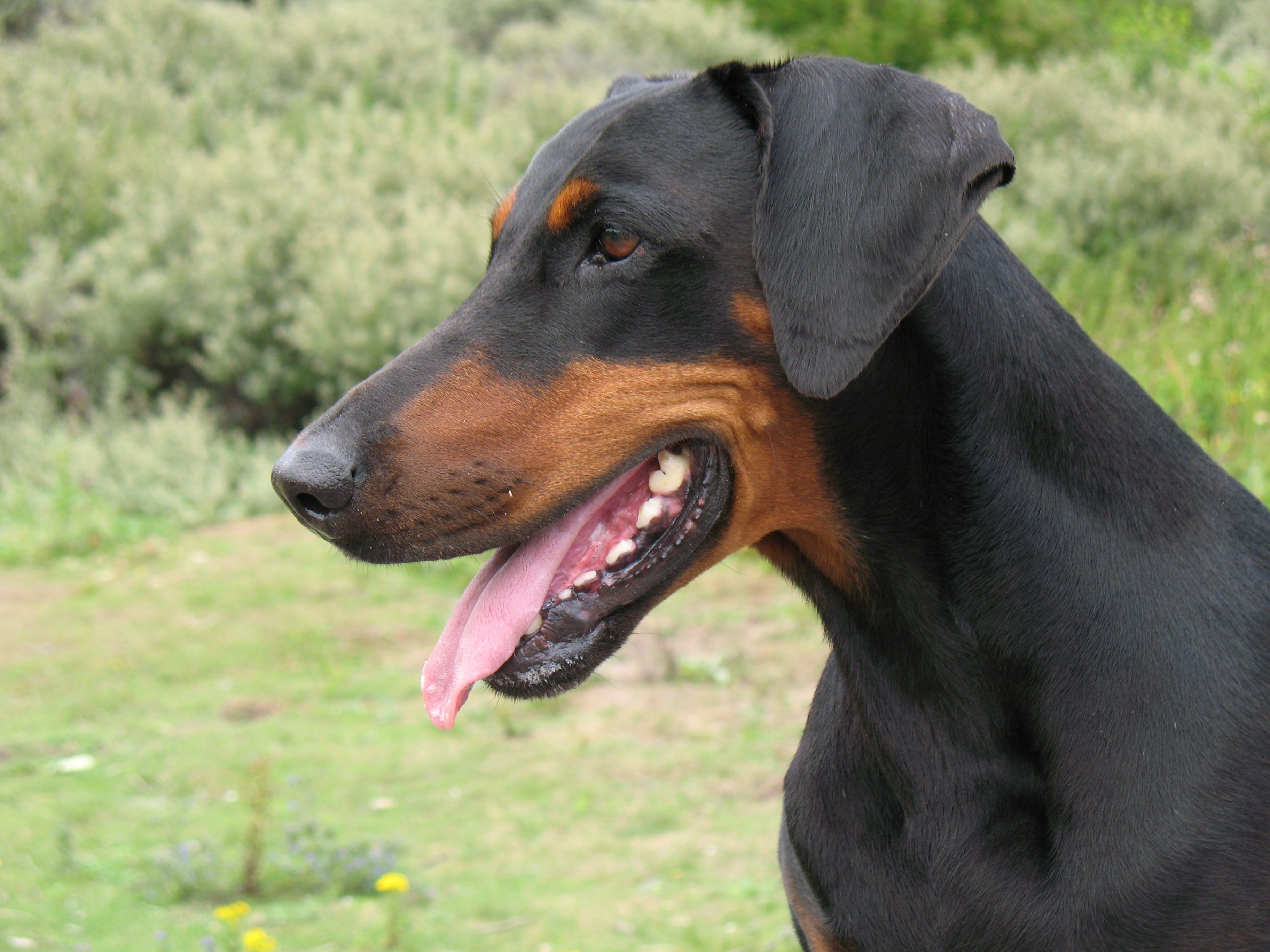 Dobermann Dobermann