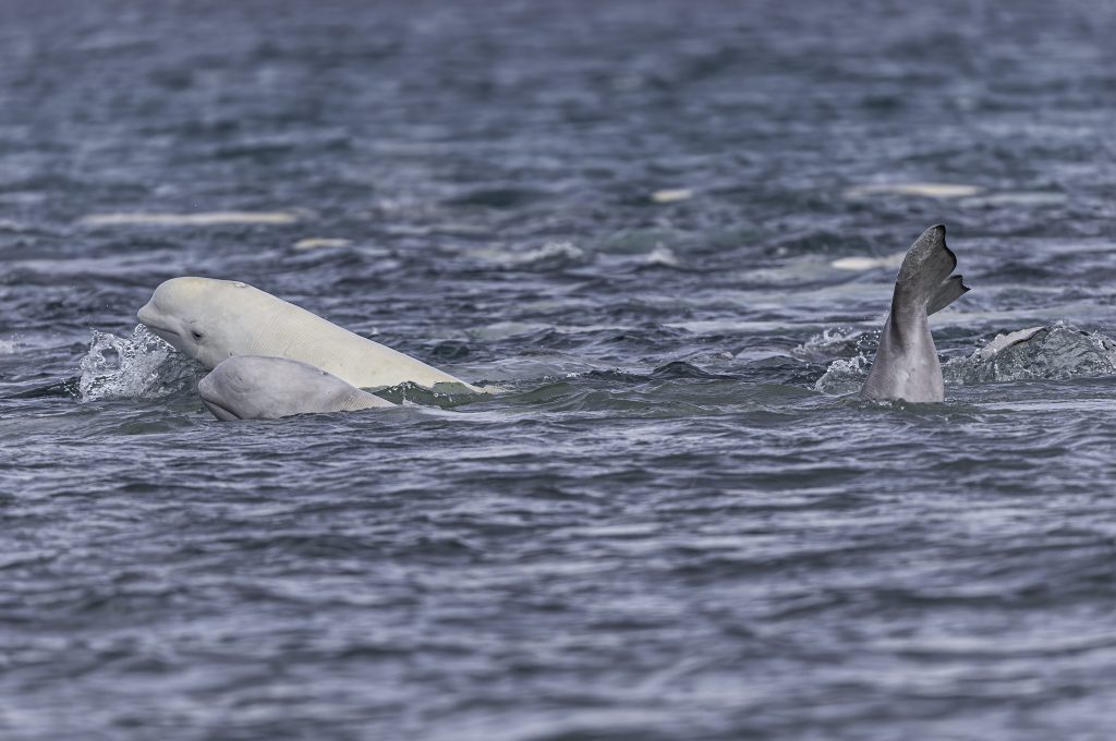 Il beluga (Delphinapterus leucas)