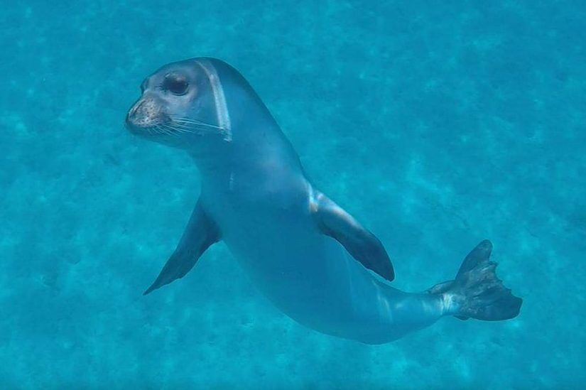 Uccisa con una fiocina la foca monaca Kostis, mascotte dell'isola greca ...