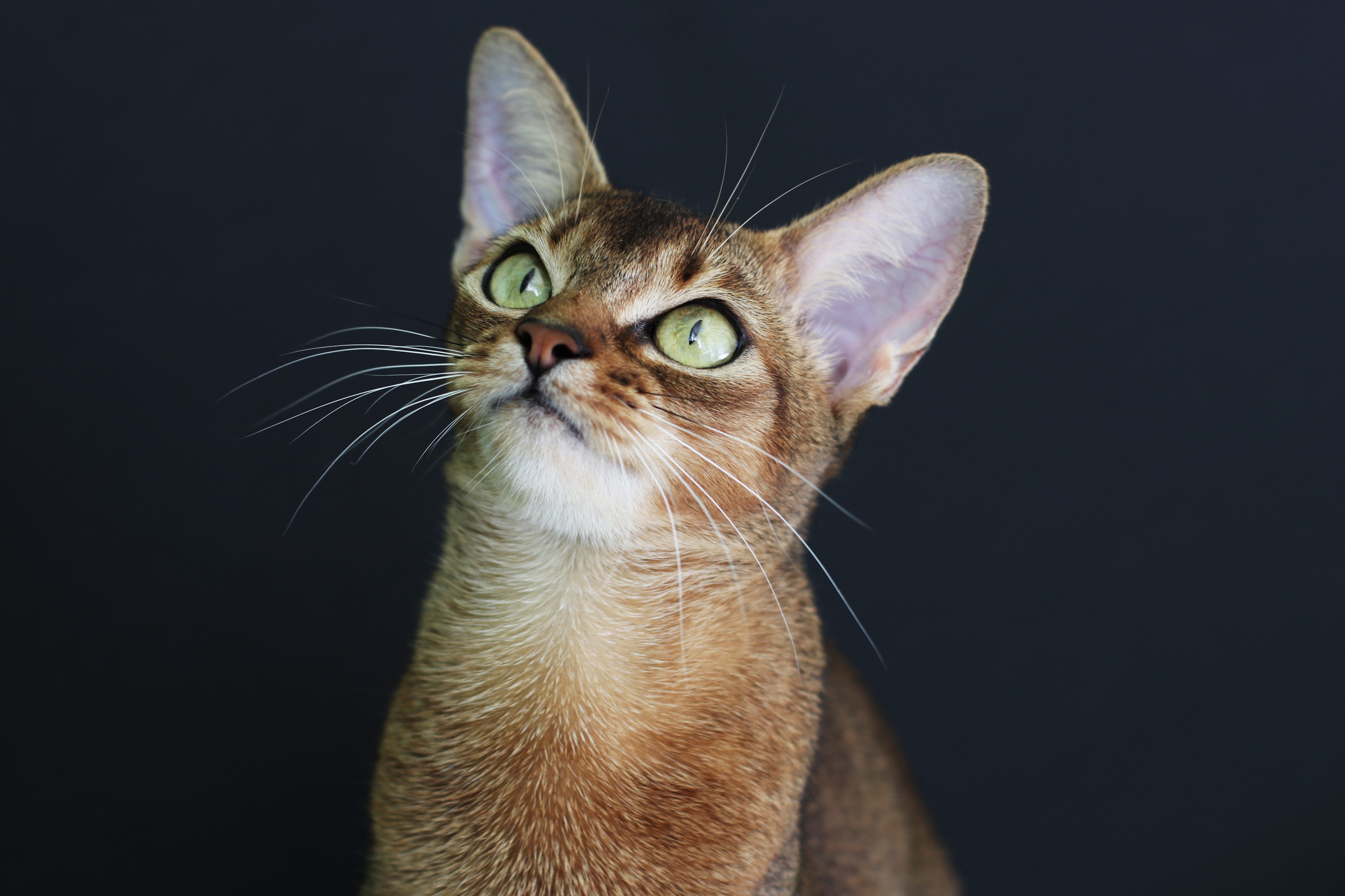 Le razze di gatti più piccole del mondo