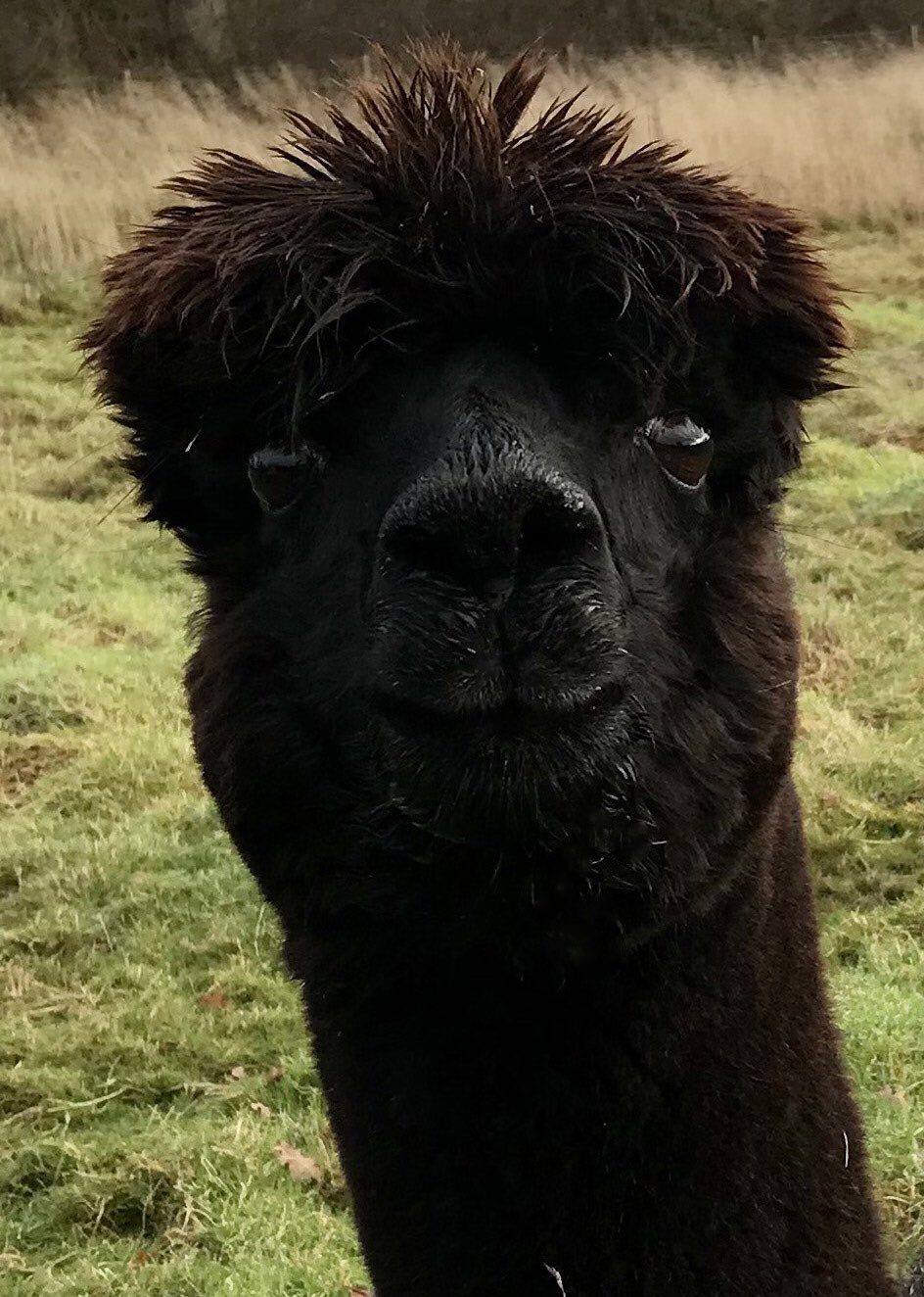 Ucciso Geronimo, l'alpaca condannato a morte dall'Alta Corte britannica