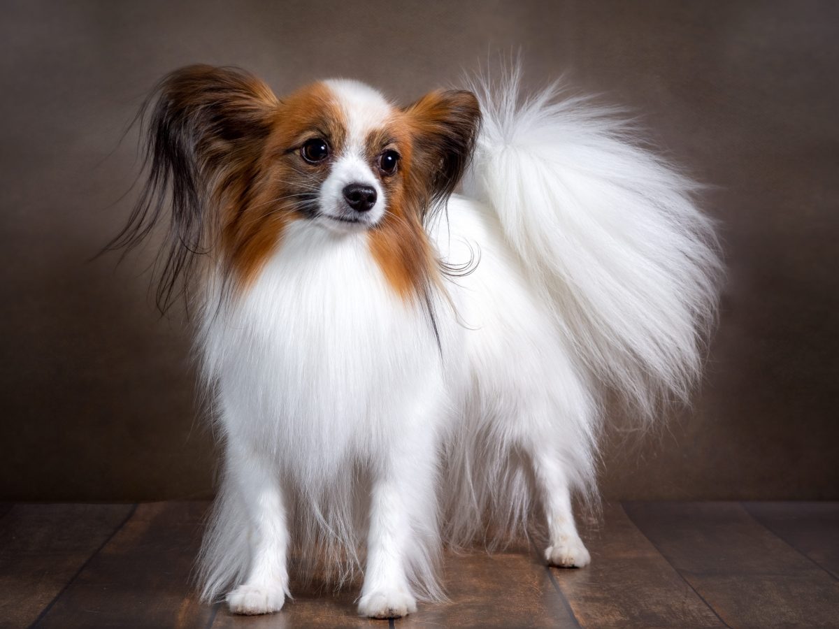 Papillon (cane): caratteristiche, salute, alimentazione