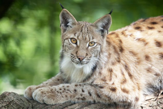 La lince europea (Lynx Lynx)