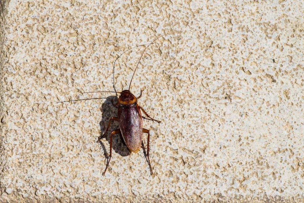 Le blatte (Blattodea)