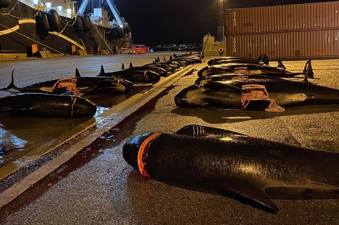 Isole Faroe, 52 balene uccise dopo la mattanza dei delfini