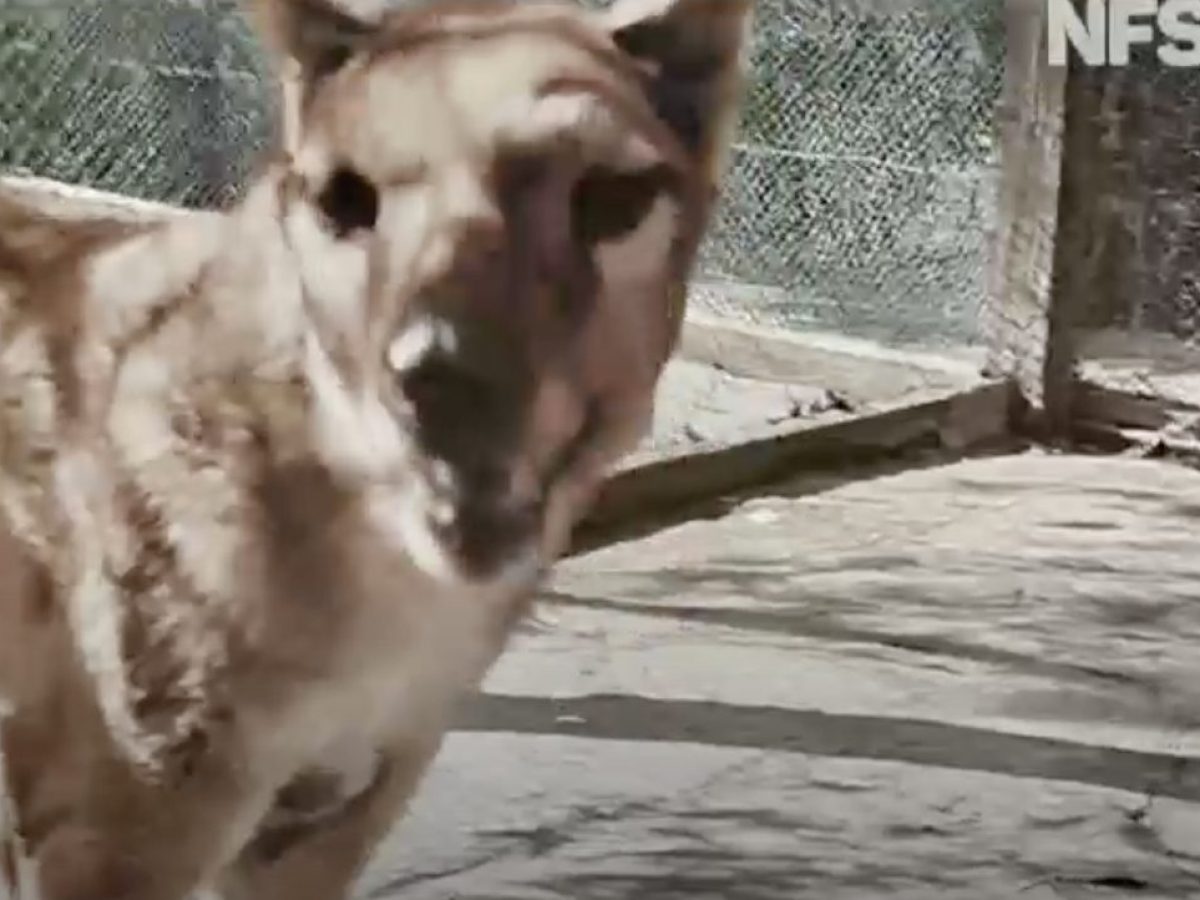 Il video mai visto di Benjamin, l'ultima tigre della Tasmania