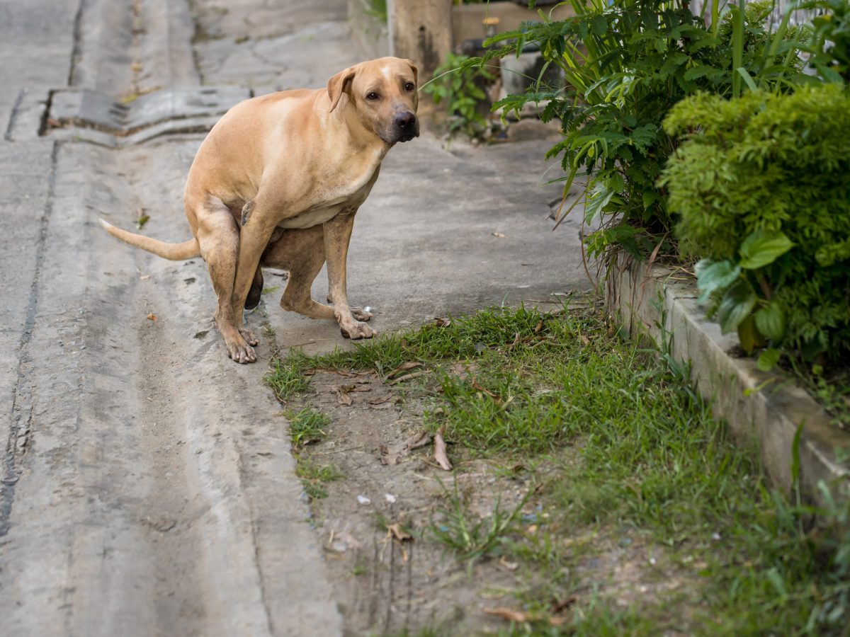 Perché il mio cane mi fissa quando fa la cacca?