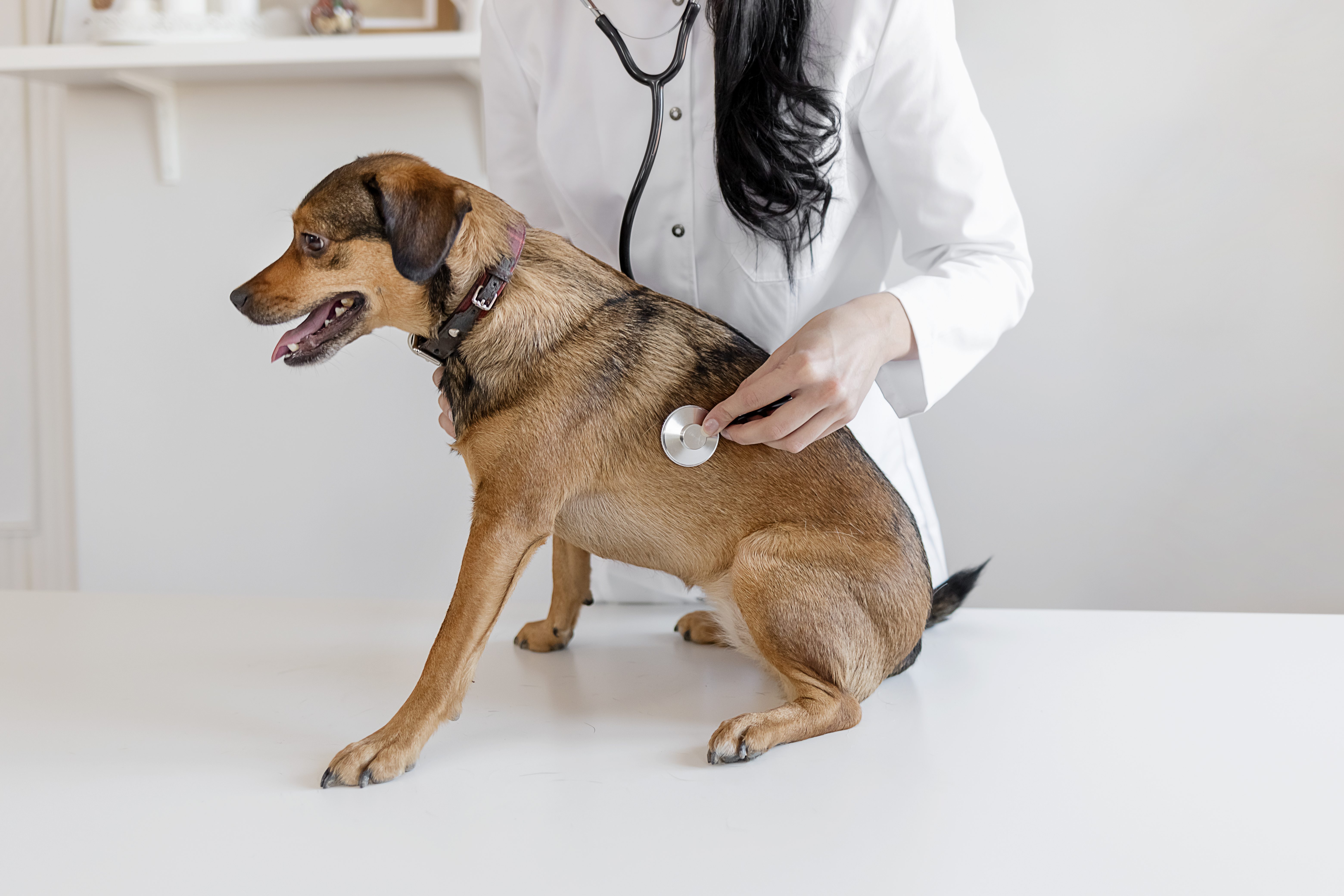 Botulismo nel cane: cause, sintomi, trattamento e prevenzione