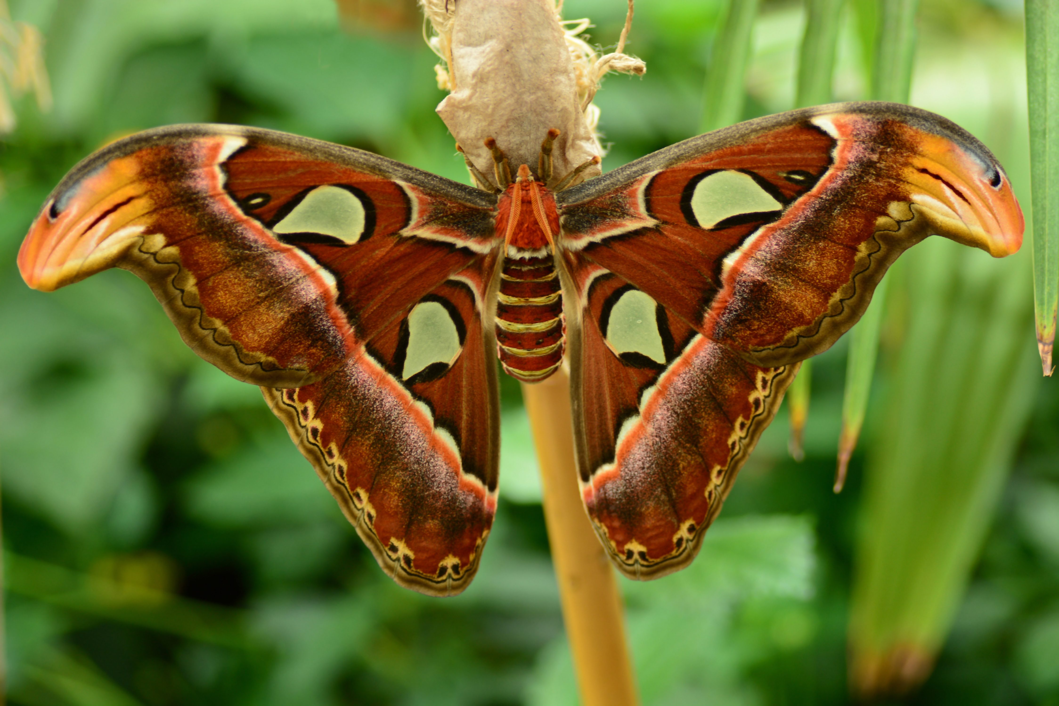 Come fanno le falene a sfuggire dai pipistrelli
