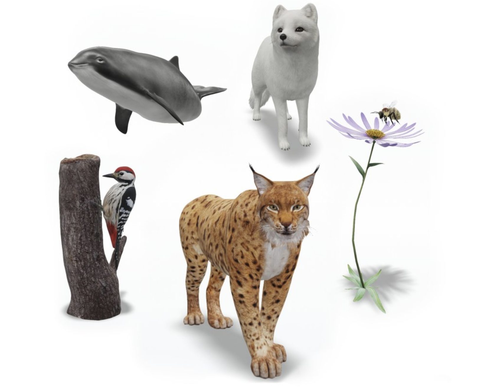 Lince, volpe bianca, picchio dorsobianco, focena e bombo: Google in ...