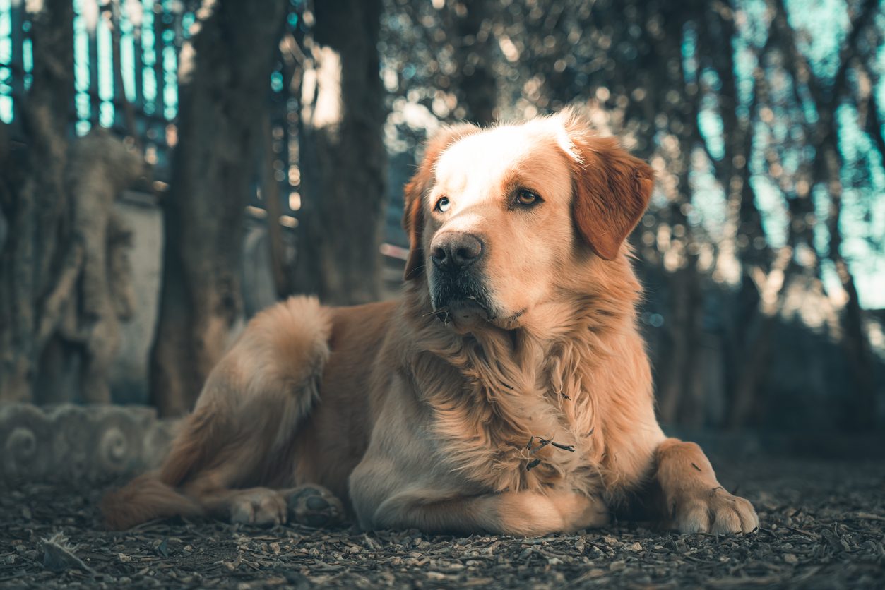 Aiutare i cani in canile, un percorso da affrontare da parte di tutti ...