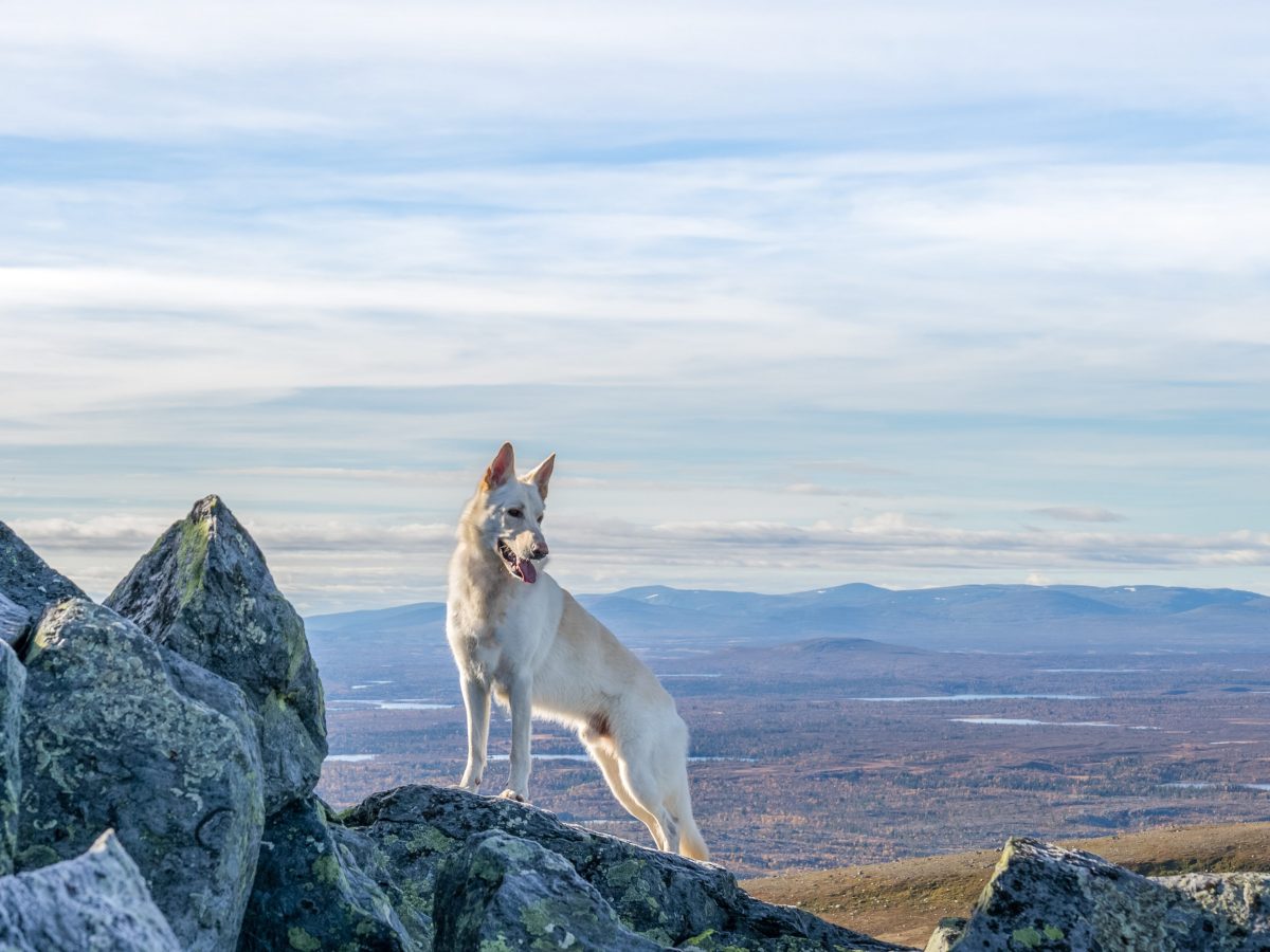 Quando e dove è avvenuto l'incontro tra cane e uomo?