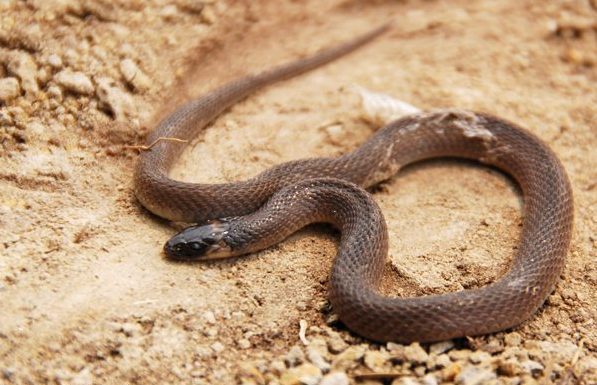 Animali vivipari: non solo mammiferi