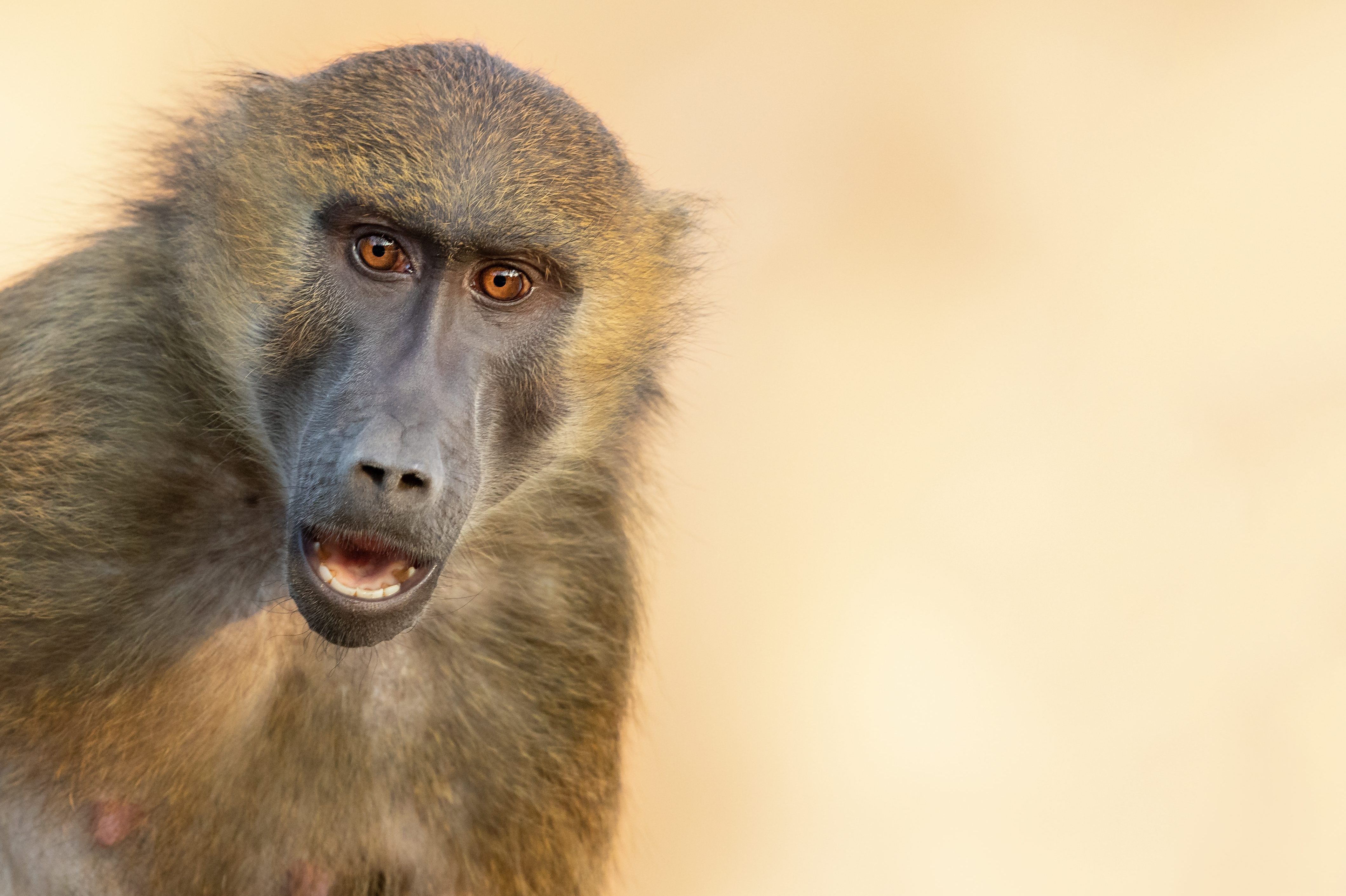 La parità di genere e la leadership nella società dei babbuini della Guinea