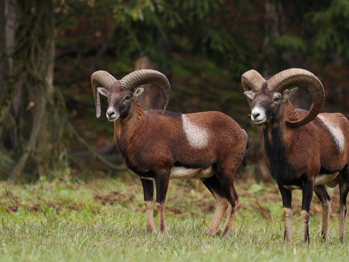 I mufloni del Giglio potranno essere cacciati fuori dai confini del ...