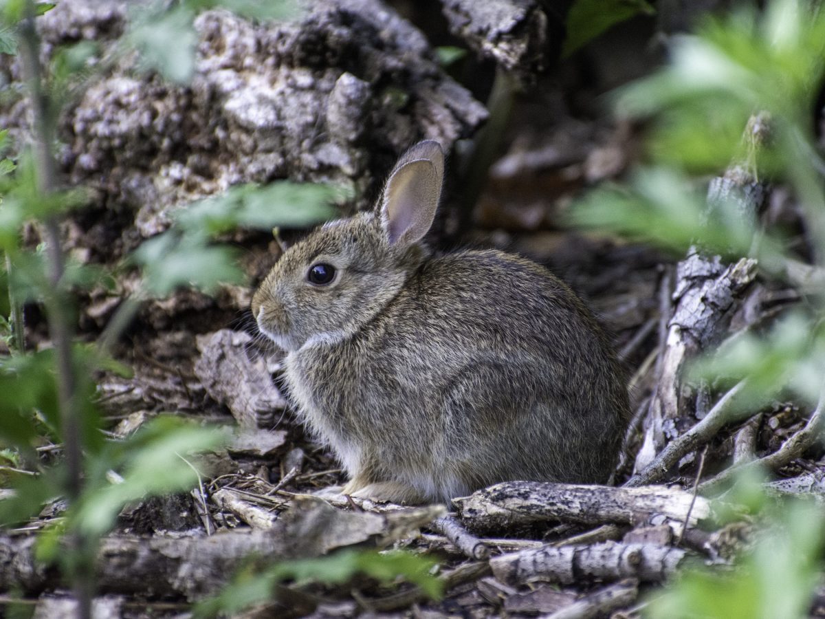 Il silvilago orientale (Sylvilagus floridanus)