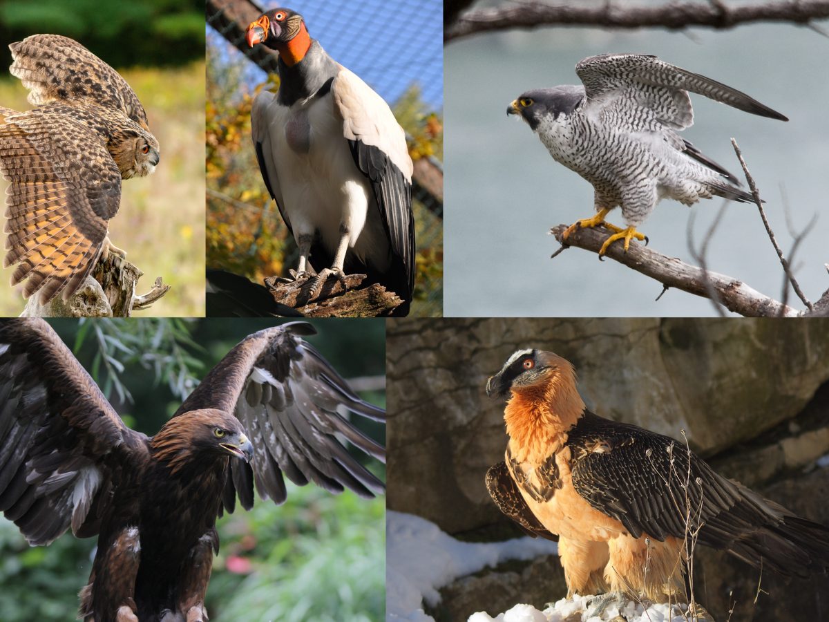 Rapaci Diurni E Notturni I Predatori Dei Cieli rapaci-diurni-e-notturni-i-predatori-dei-cieli